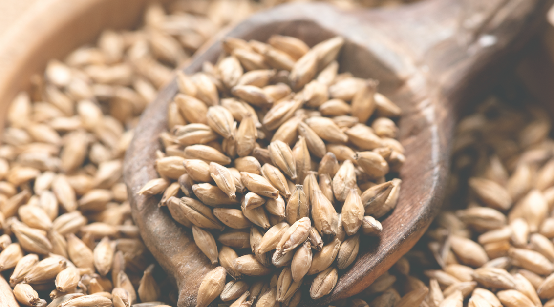 Malting - What is it in the beer making process?